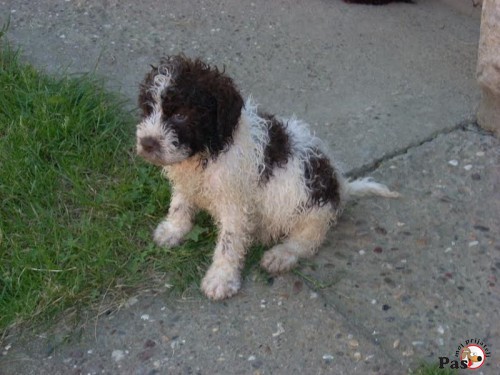 LAGOTTO ROMAGNOLO