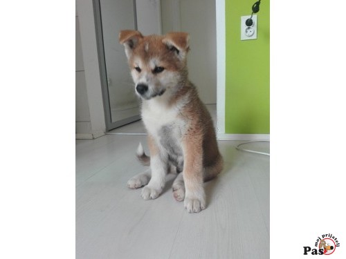 AKITA INU