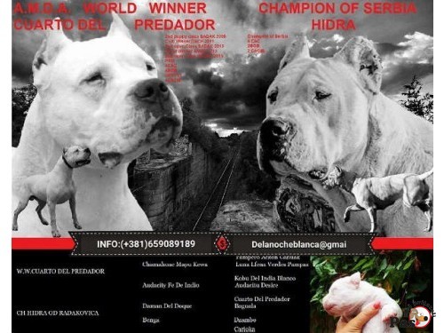 Dogo argentino