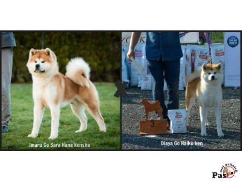 Akita Inu