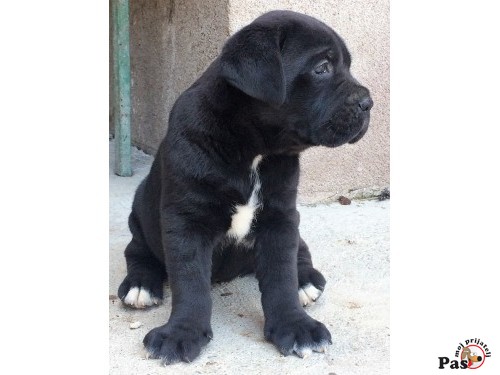 Cane Corso