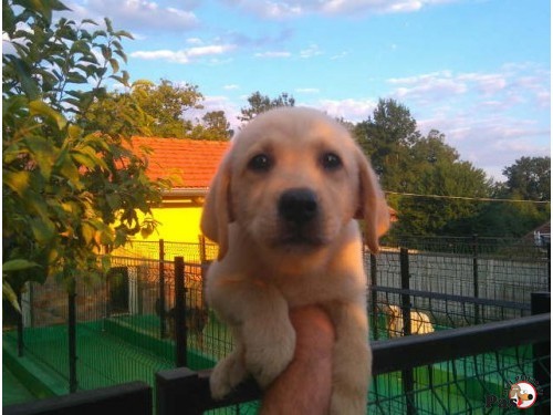 Labrador retriver