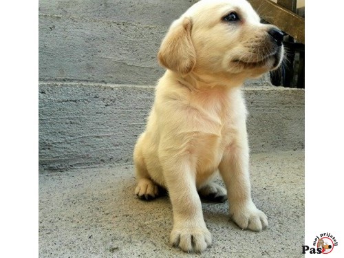 Labrador retriver