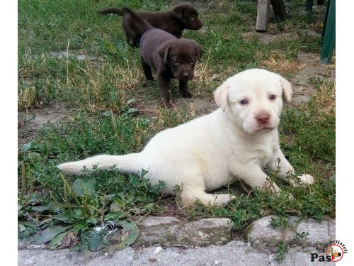 Labrador retriver