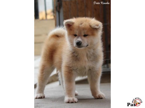 Akita Inu