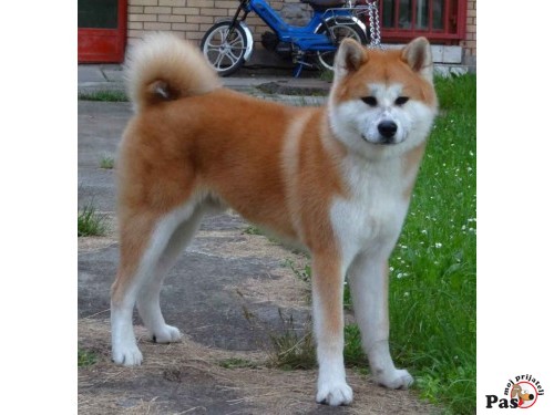 Akita Inu