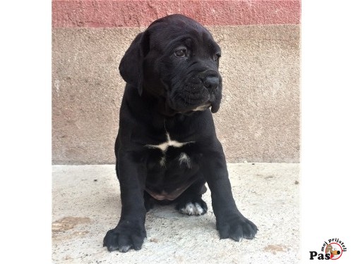 Cane Corso