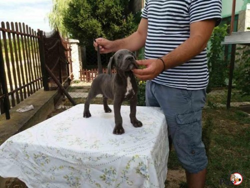 Cane Corso