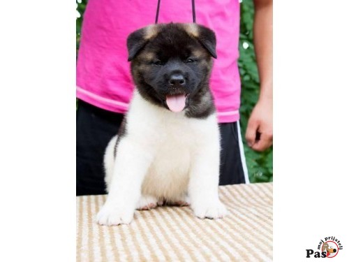 Akita Inu