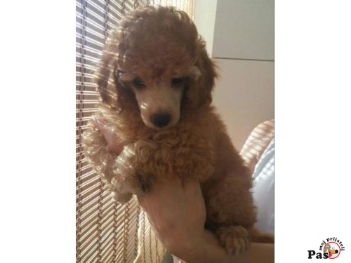 PUDLE