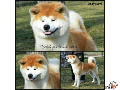 AKITA INU