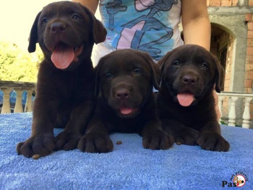 Labrador retriver