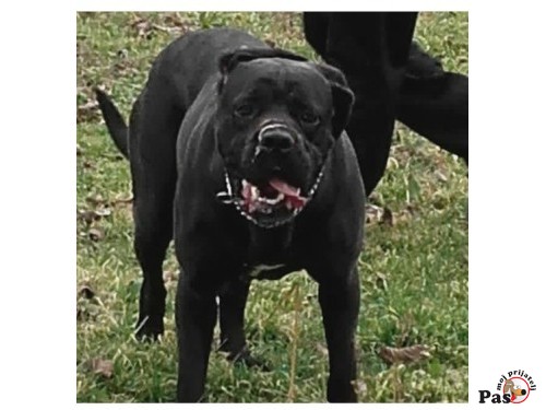 CANE CORSO