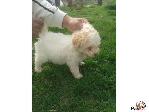 LAGOTTO ROMAGNOLO