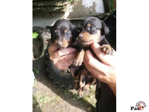 Jazavičar oštrodlaki - Dachshund