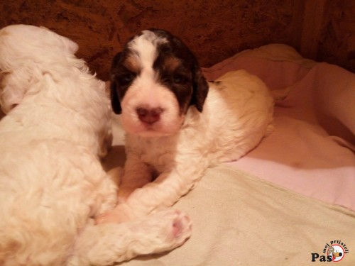 LAGOTTO ROMAGNOLO