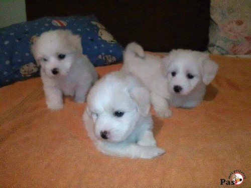 Coton de tulear - Tulearski pas