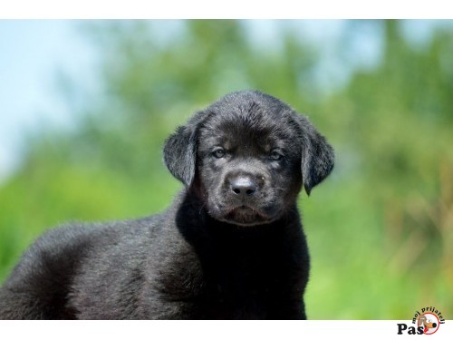 LABRADOR RETRIVER