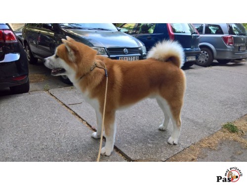 Akita Inu