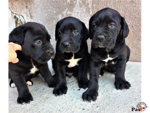 Cane Corso