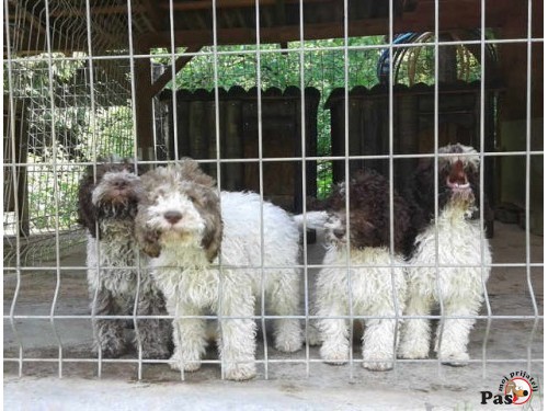 Lagotto romagnolo