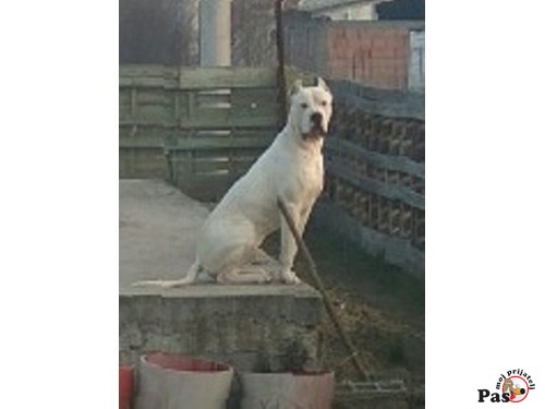 DOGO ARGENTINO