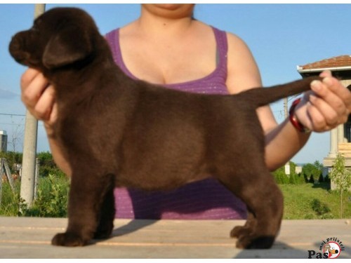 Labrador retriver