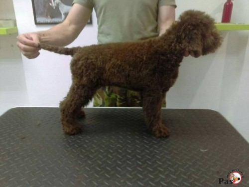 Lagotto romagnolo