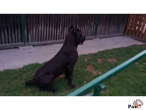 Cane Corso