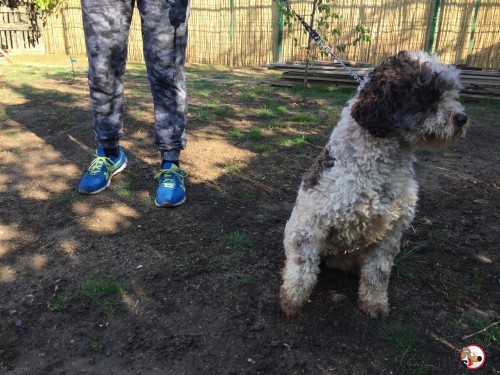 Lagotto romagnolo