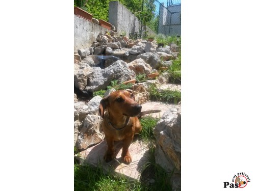 Jazavičar oštrodlaki - Dachshund