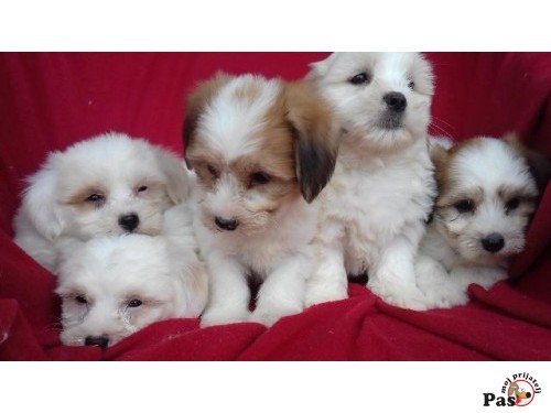 Coton de tulear - Tulearski pas