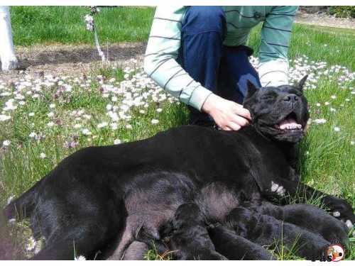 Cane Corso