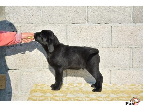 Labrador retriver