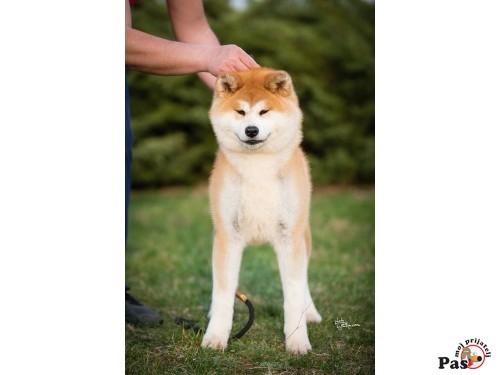 Akita Inu