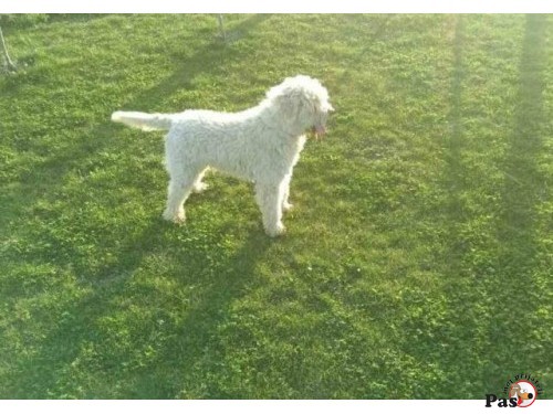 Lagotto romagnolo