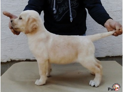 Labrador retriver