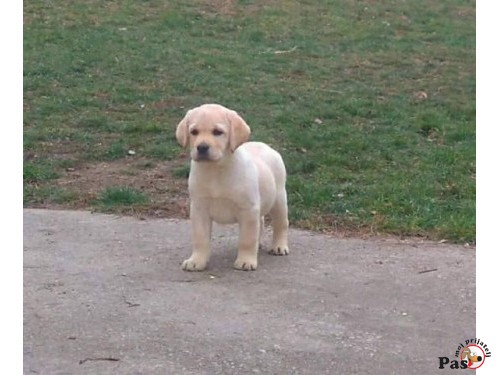 Labrador retriver