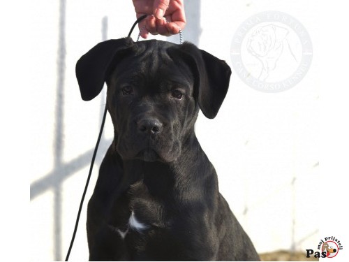 Cane Corso