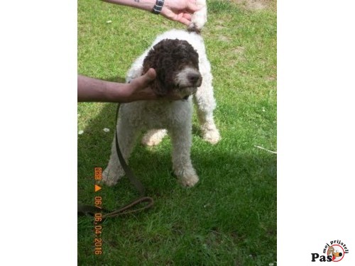 Lagotto romagnolo