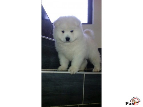 Samojed