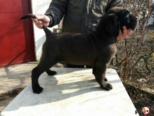 Cane Corso