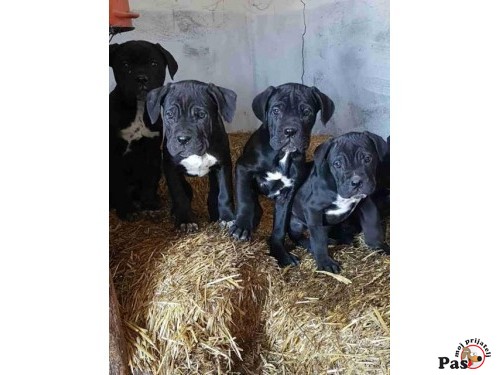 Cane Corso