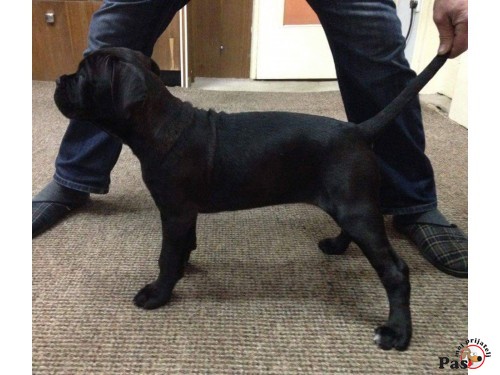 Cane Corso