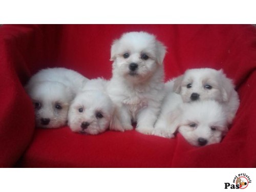 Coton de tulear - Tulearski pas