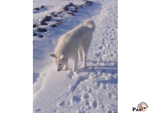 Akita Inu