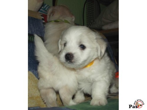 Coton de tulear - Tulearski pas