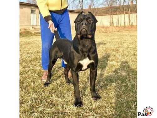 CANE CORSO