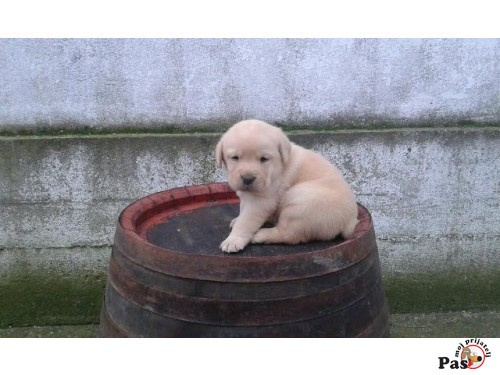 Labrador retriver