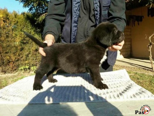 Cane Corso